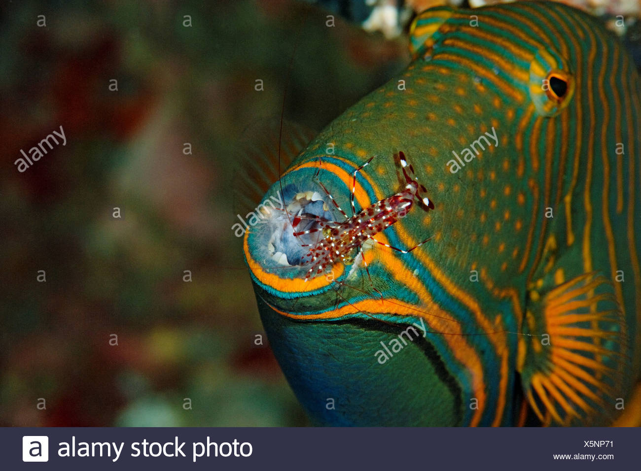 Triggerfish Mouth Teeth High Resolution Stock Photography and Images ...