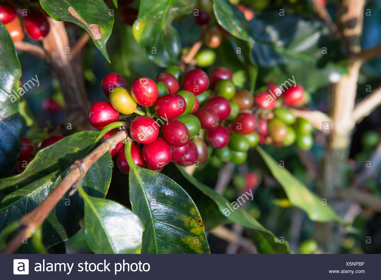 Colombia Coffee High Resolution Stock Photography and Images - Alamy