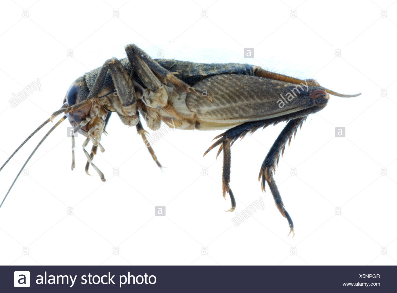 Cricket Legs Insect High Resolution Stock Photography and Images - Alamy