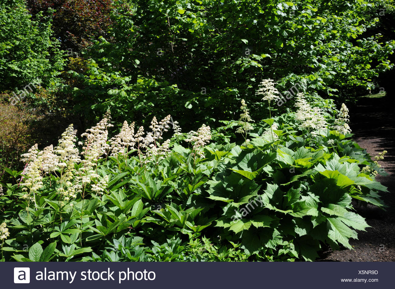 Rodgersien Stock Photos & Rodgersien Stock Images - Alamy
