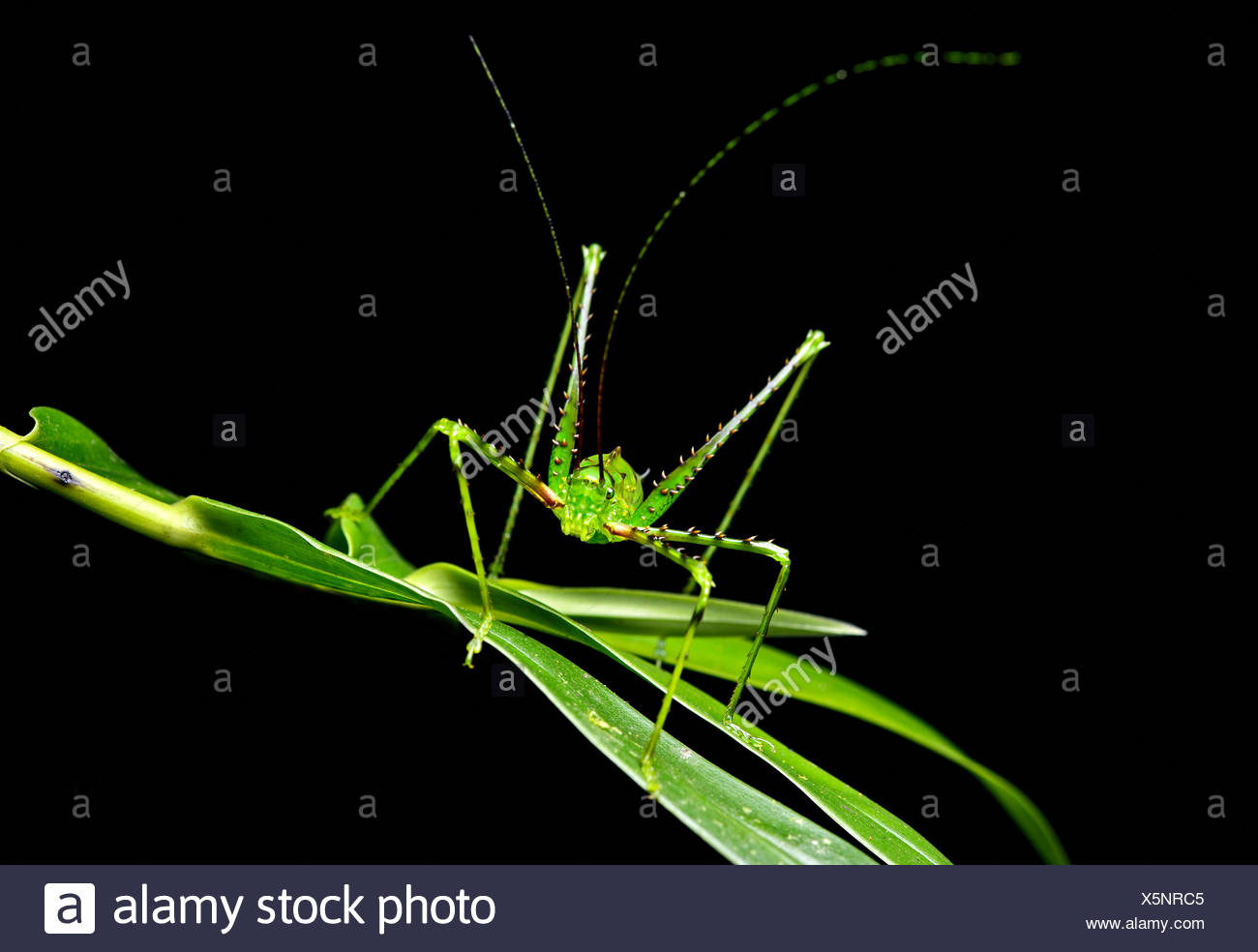 Cosanga Ecuador High Resolution Stock Photography and Images - Alamy