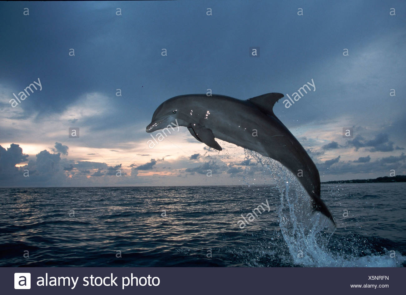 Delfin Delphin Grosser Tuemmler High Resolution Stock Photography and ...