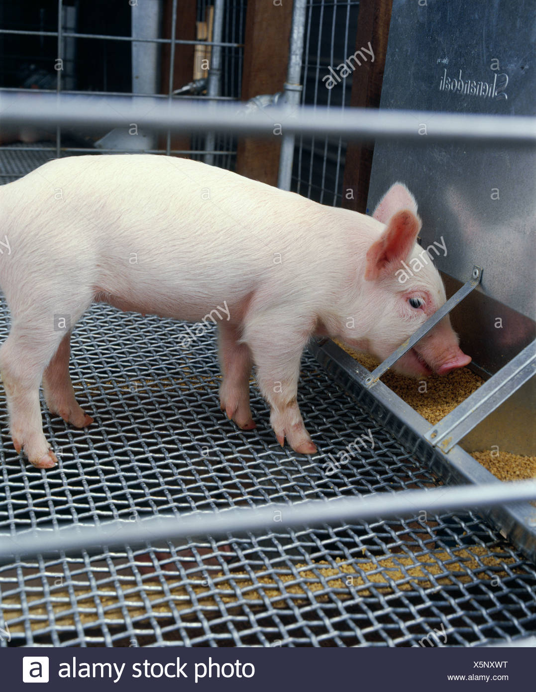 Yorkshire Landrace Piglets Stock Photos & Yorkshire Landrace Piglets ...