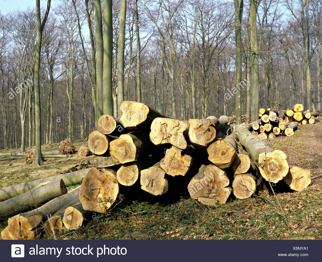 Plant Woodcut Stock Photos & Plant Woodcut Stock Images - Alamy
