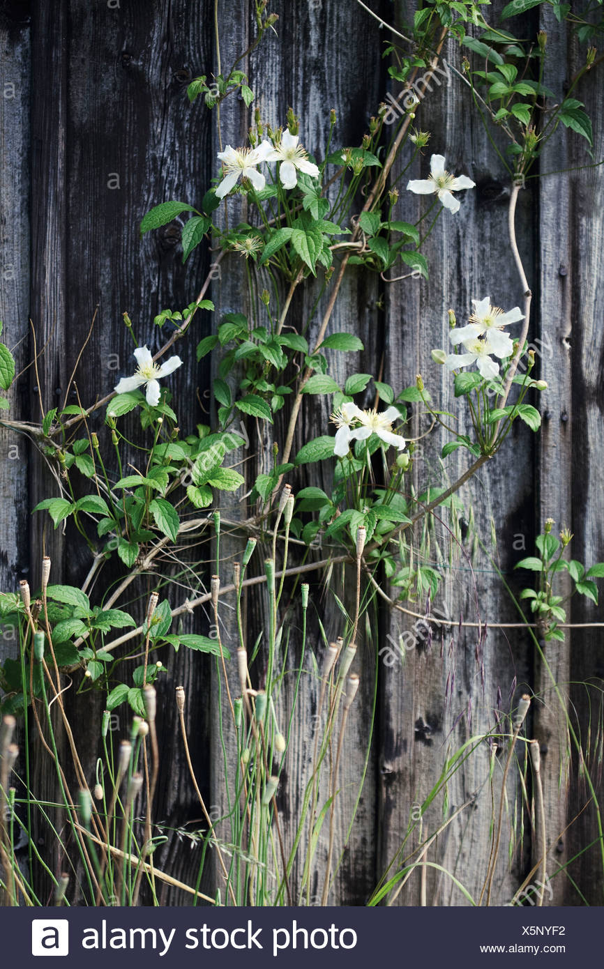 White Climber Plant High Resolution Stock Photography and Images - Alamy