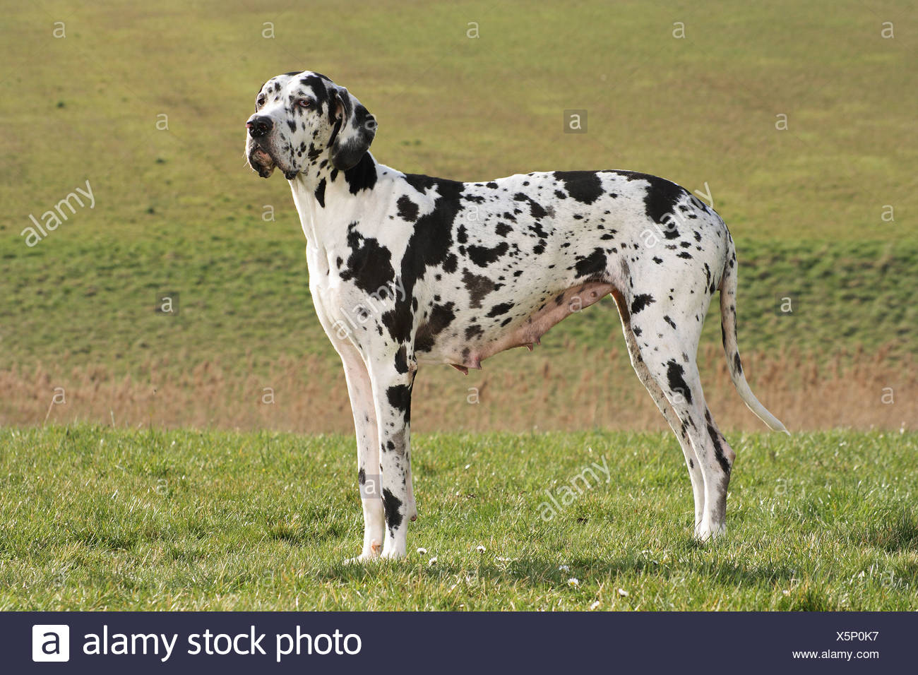 Boarhound High Resolution Stock Photography and Images - Alamy