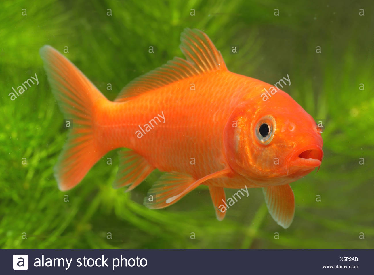 Orange Koi Carp High Resolution Stock Photography and Images - Alamy