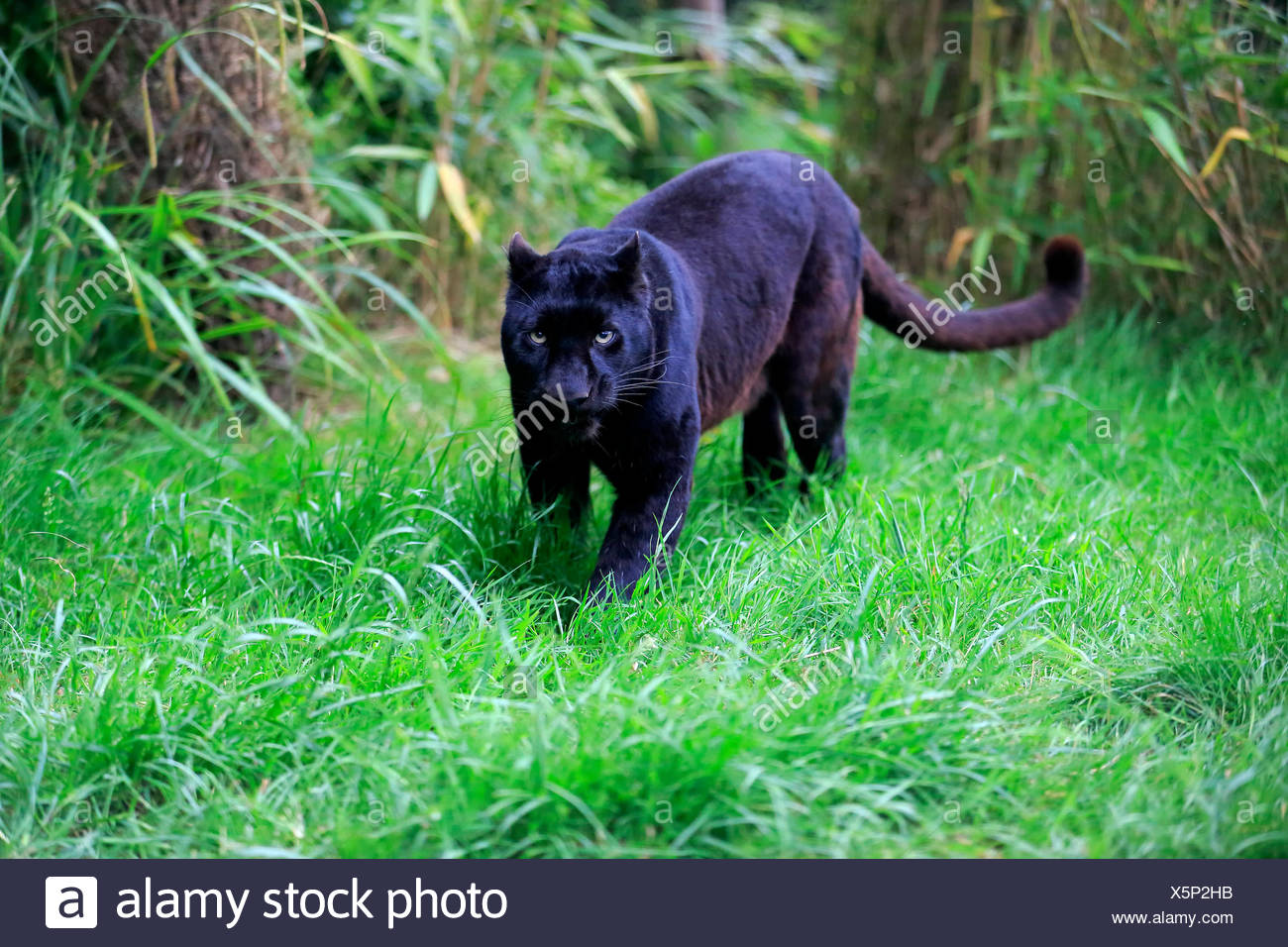 Black Leopard Panthera Pardus Leopard Stock Photos & Black Leopard ...