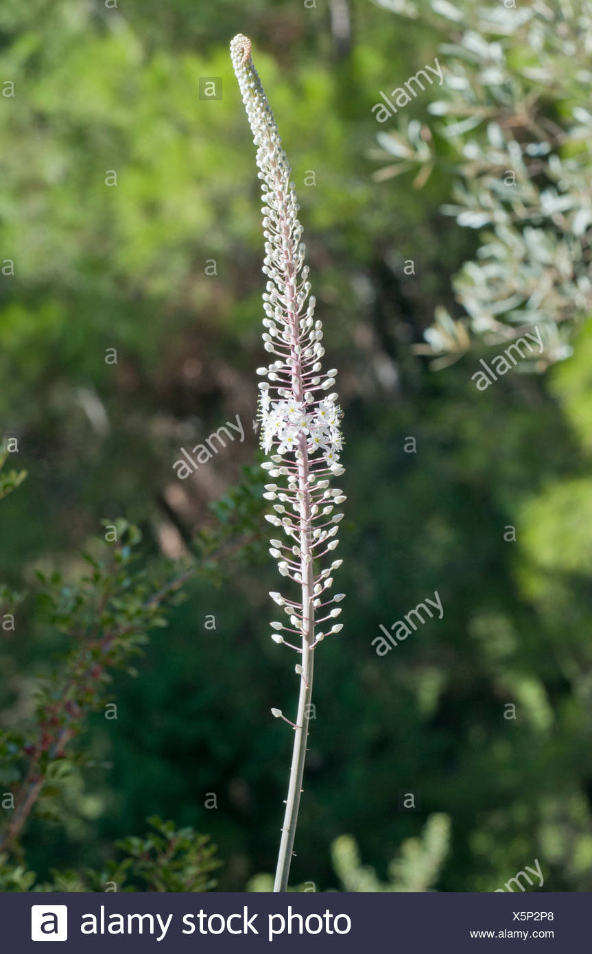 Medicinal Squill High Resolution Stock Photography and Images - Alamy