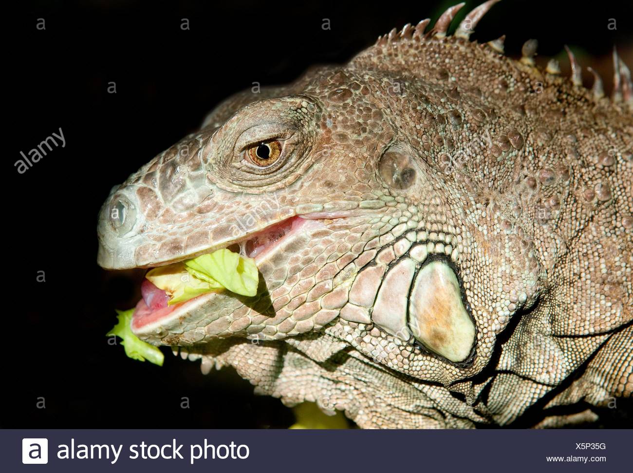 Iguana Tongue High Resolution Stock Photography and Images - Alamy