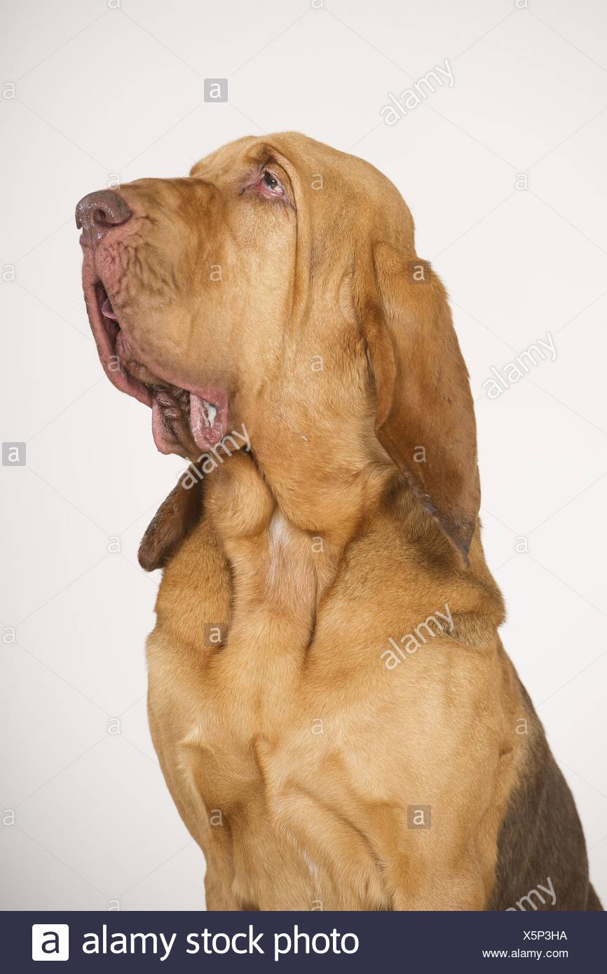 Bloodhound Head Stock Photos & Bloodhound Head Stock Images - Alamy