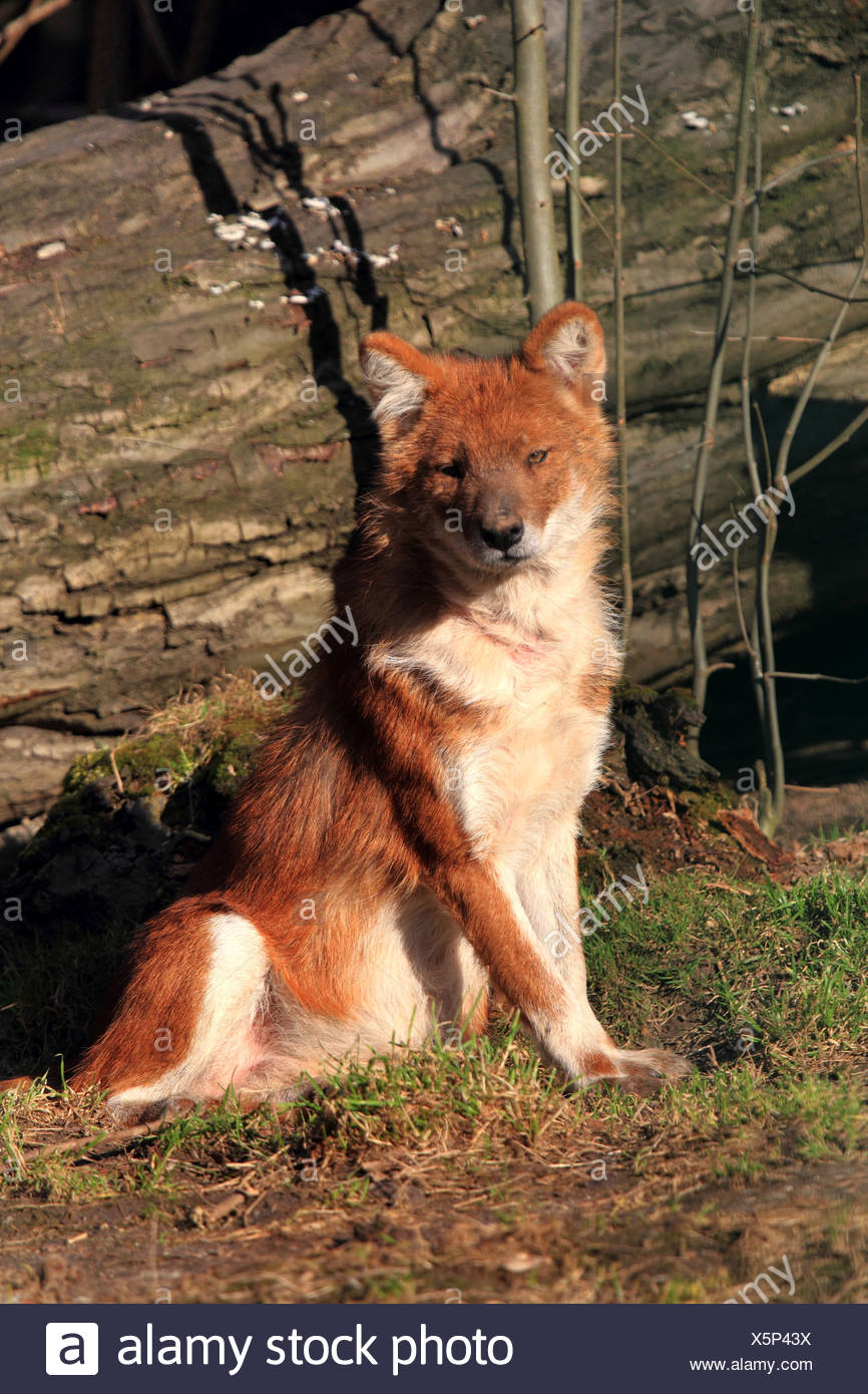 Asiatic Wild Dog Cuon Alpinus High Resolution Stock Photography and ...