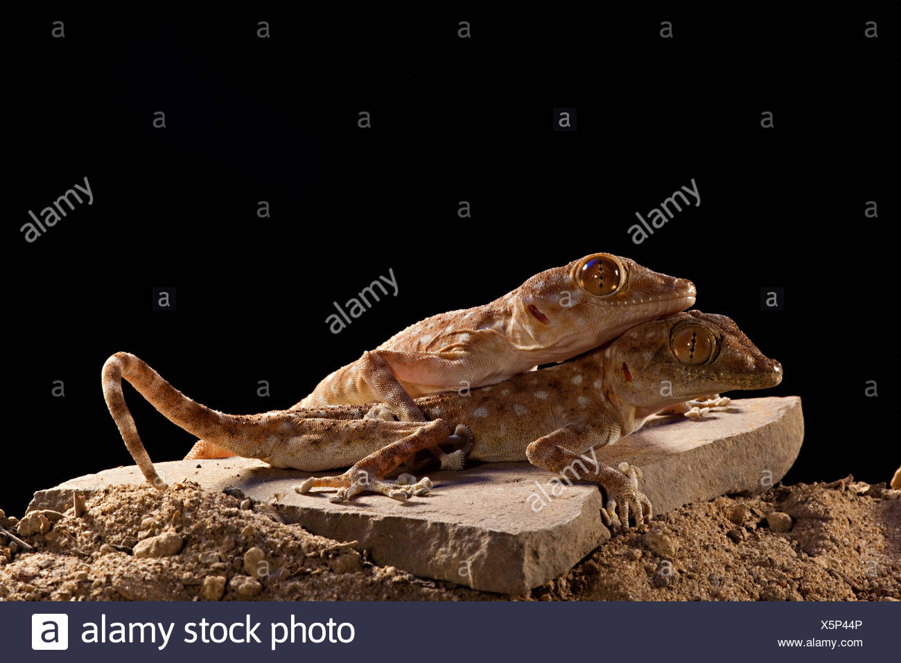 Gecko Foot Stock Photos & Gecko Foot Stock Images - Alamy