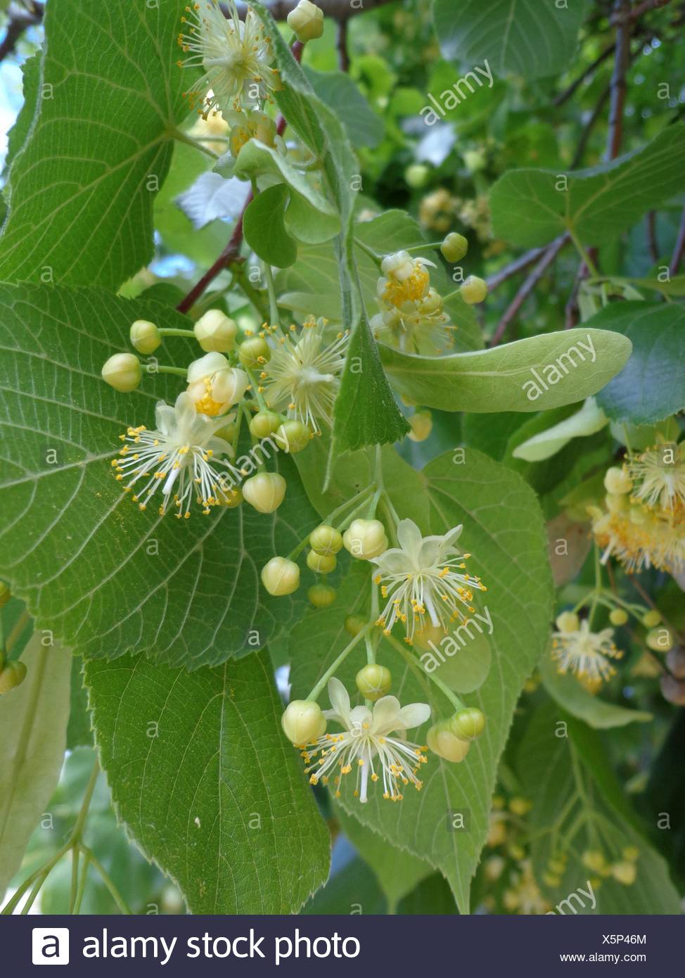 Tilia Sp Stock Photos & Tilia Sp Stock Images - Alamy