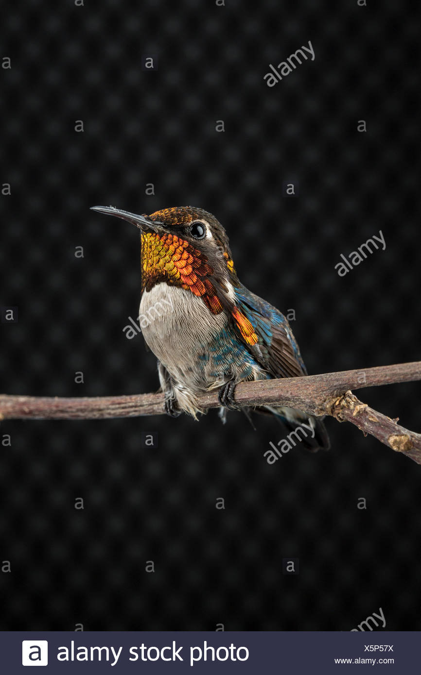 Cuban Bee Hummingbird Stock Photos & Cuban Bee Hummingbird Stock Images ...