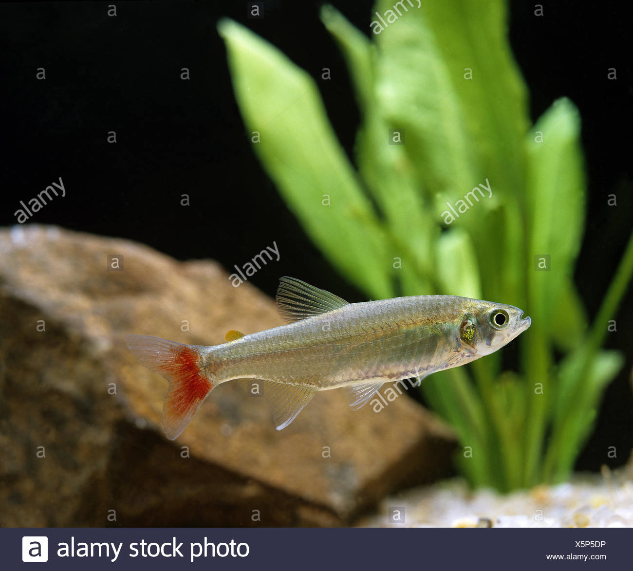 Bloodfin Tetras High Resolution Stock Photography and Images - Alamy