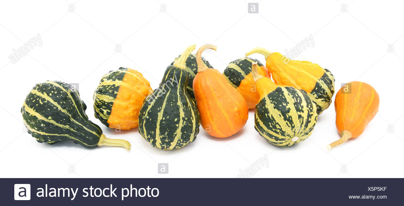 Bumpy Gourds High Resolution Stock Photography and Images - Alamy