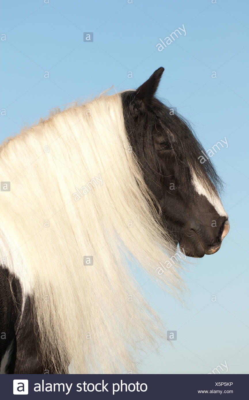 Irish Tinkers High Resolution Stock Photography and Images - Alamy