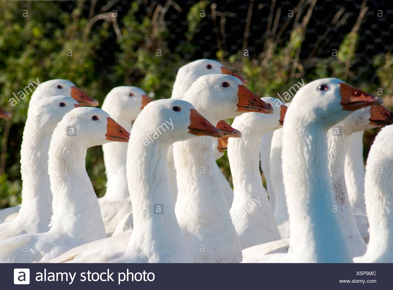 Geese Group Free Range High Resolution Stock Photography and Images - Alamy