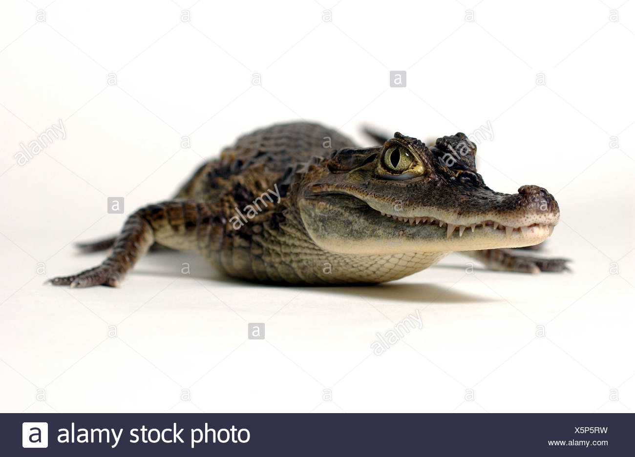 Caimen Stock Photos & Caimen Stock Images - Alamy