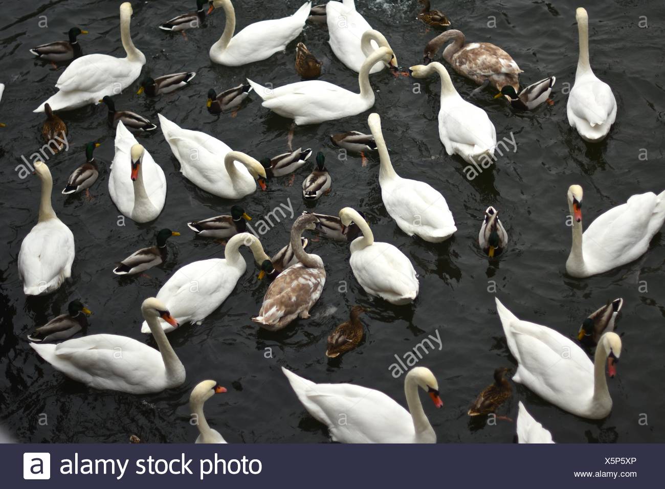 Birds Swimming High Resolution Stock Photography and Images - Alamy