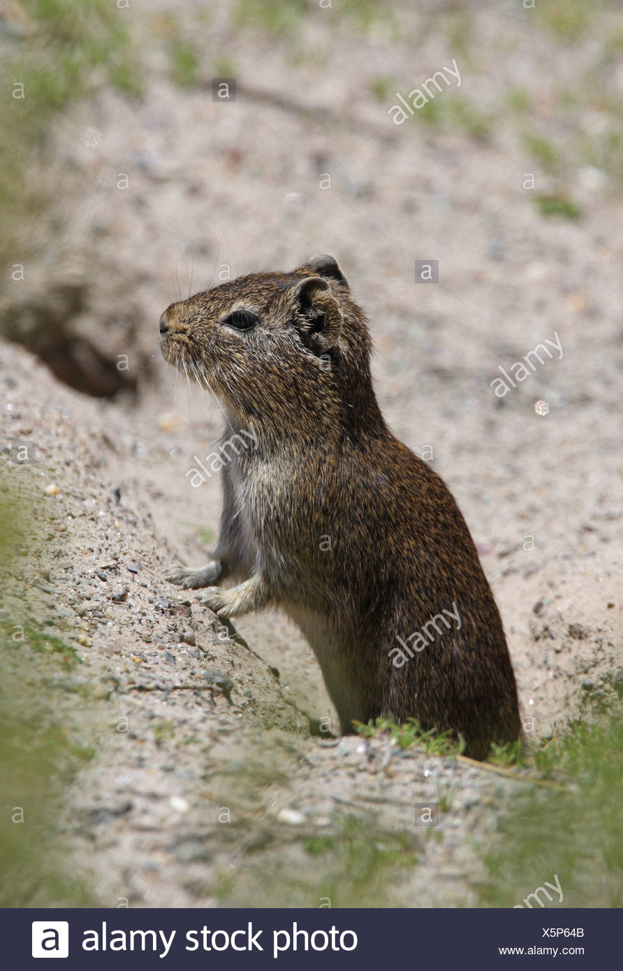 Tuco Tuco Stock Photos & Tuco Tuco Stock Images - Alamy