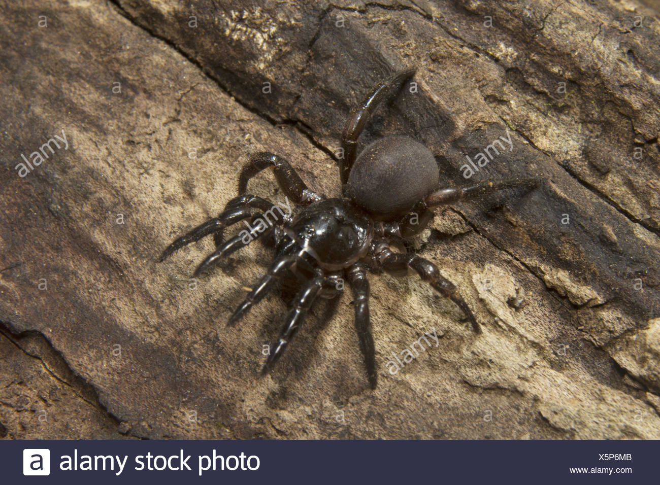 Spider Trap Door Spider High Resolution Stock Photography and Images ...
