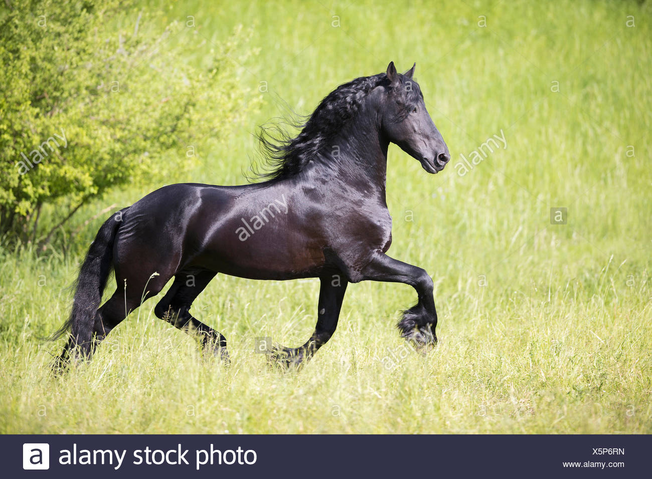 Friesian Horse Stock Photos & Friesian Horse Stock Images - Alamy