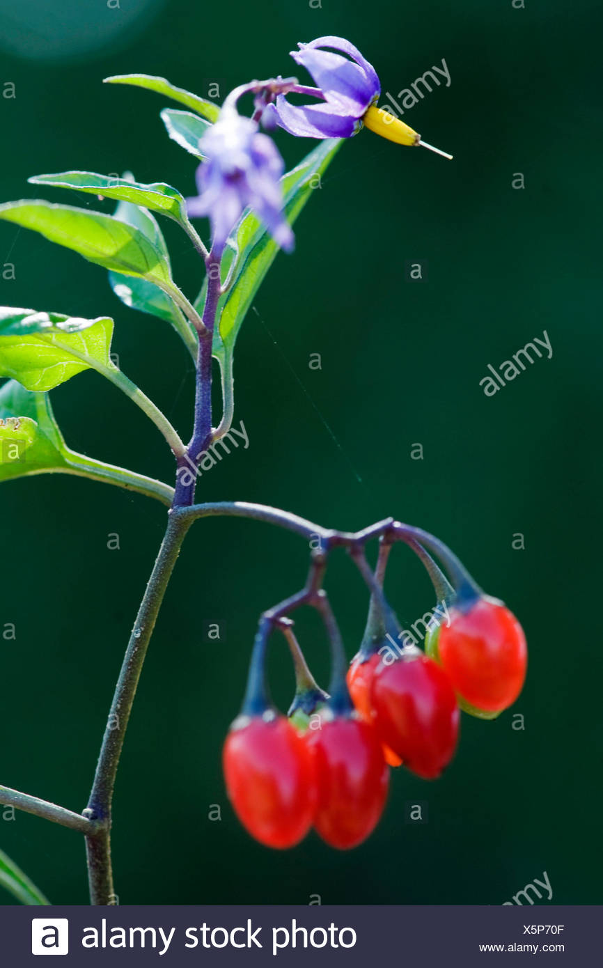 Climbing Nightshade Solanum Dulcamara High Resolution Stock Photography ...