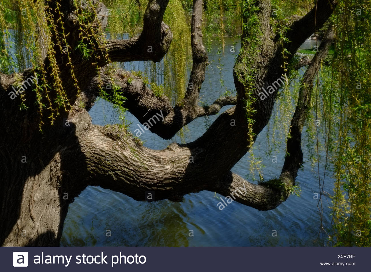 Low Hanging Branches Stock Photos & Low Hanging Branches Stock Images ...