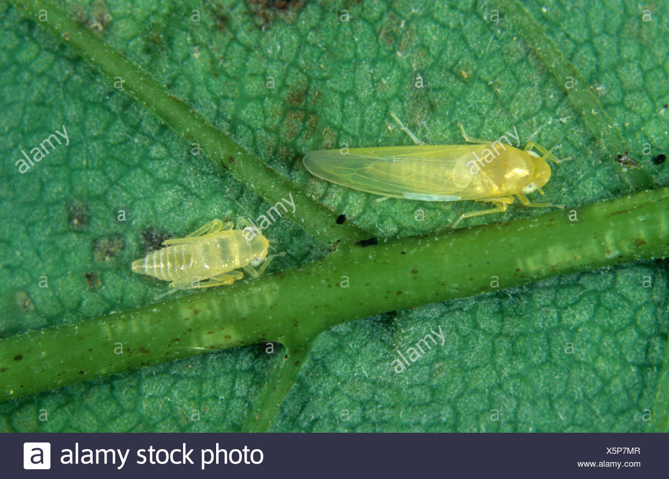 Leafhopper Nymph High Resolution Stock Photography and Images - Alamy