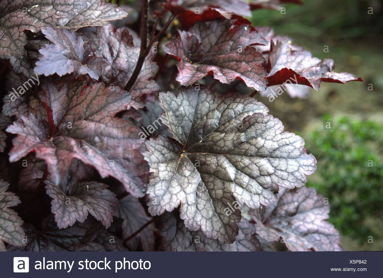 Heuchera Chocolate Ruffles High Resolution Stock Photography and Images ...