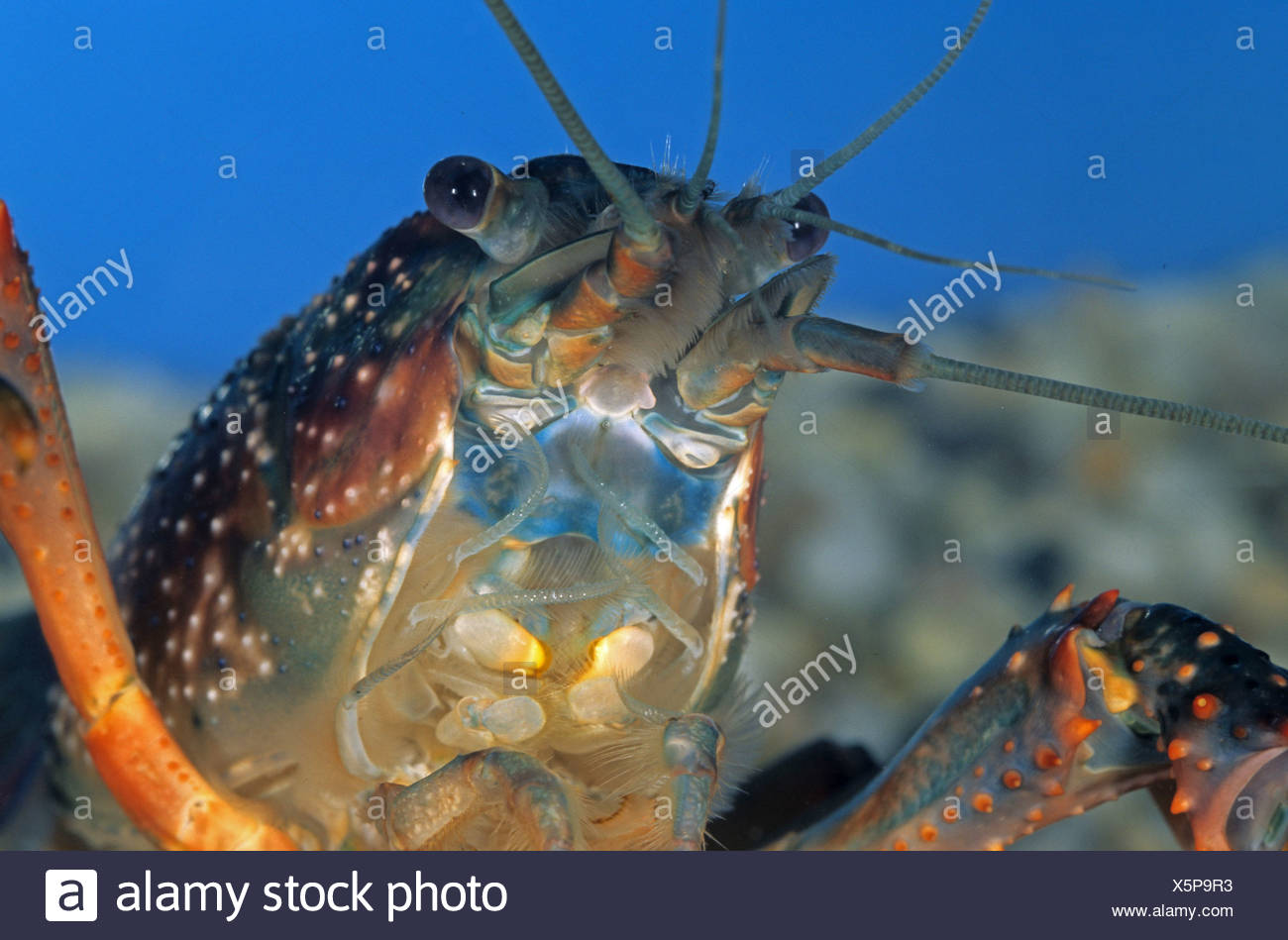 American Crayfish Procambarus Clarkii High Resolution Stock Photography ...