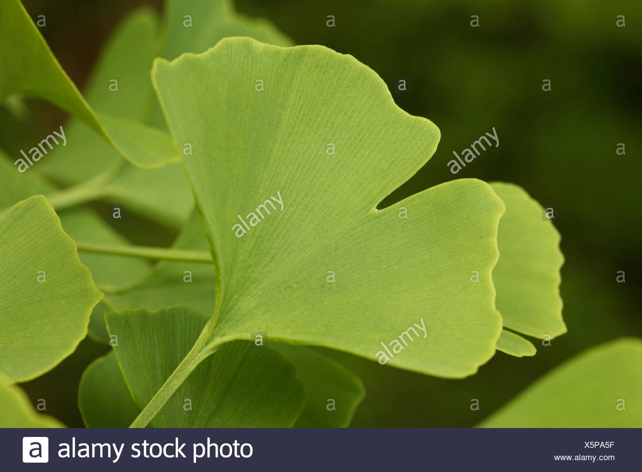Ginkgo Biloba Maidenhair Tree High Resolution Stock Photography and Images - Alamy