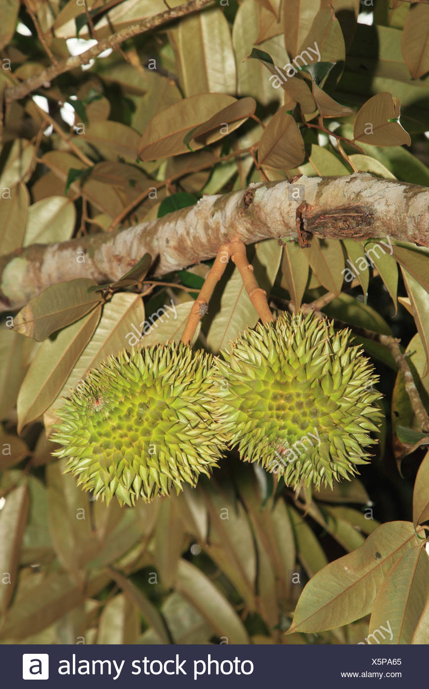 Durian Tree High Resolution Stock Photography and Images - Alamy