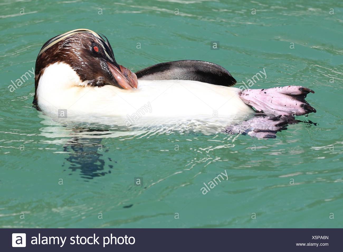 Rockhopper Penguin Swimming High Resolution Stock Photography and ...
