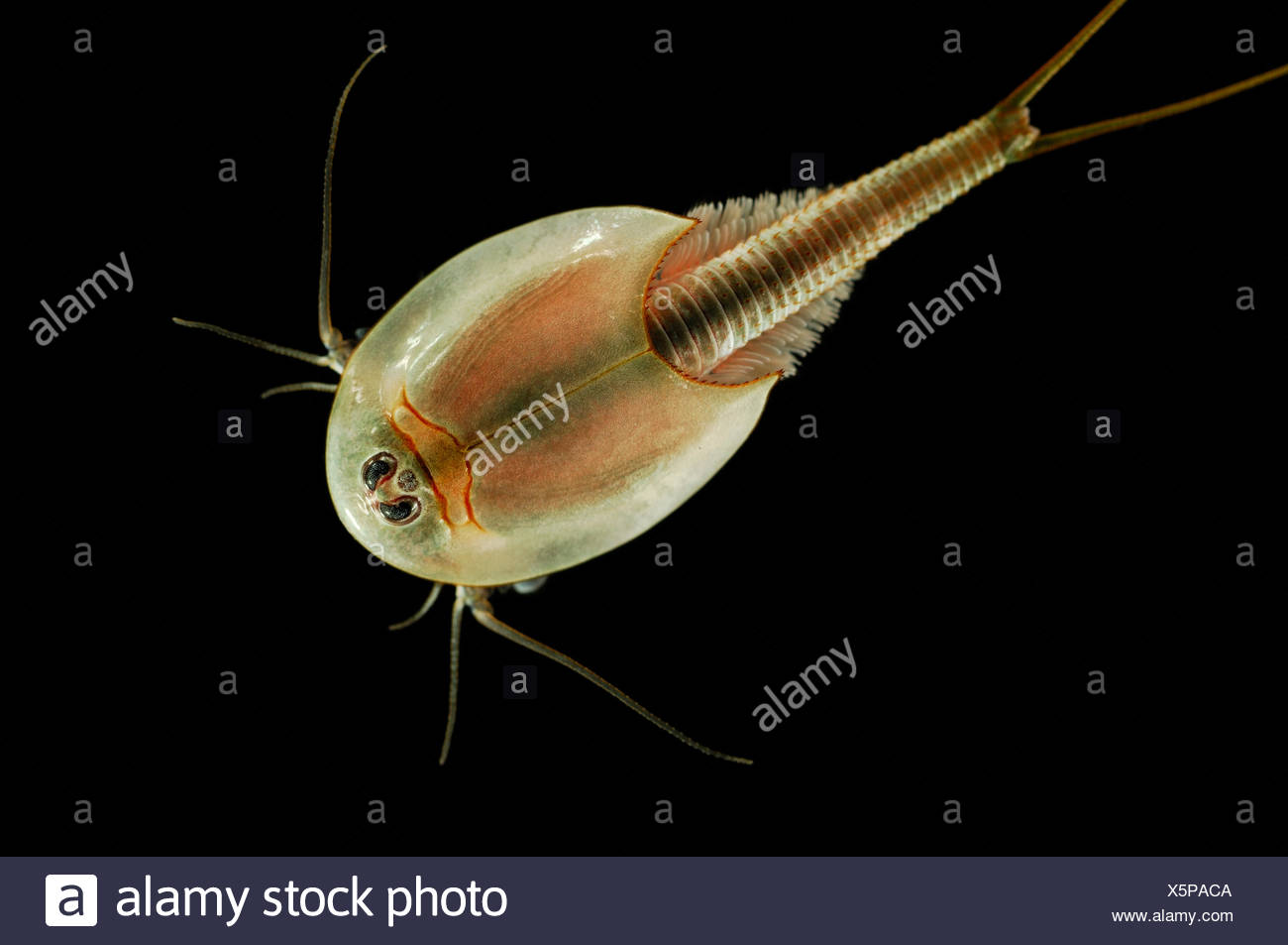 Triops Longicaudatus High Resolution Stock Photography and Images - Alamy