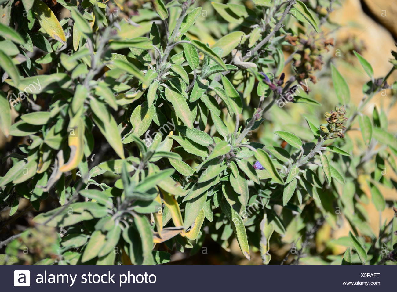 Lamiaceae High Resolution Stock Photography and Images - Alamy