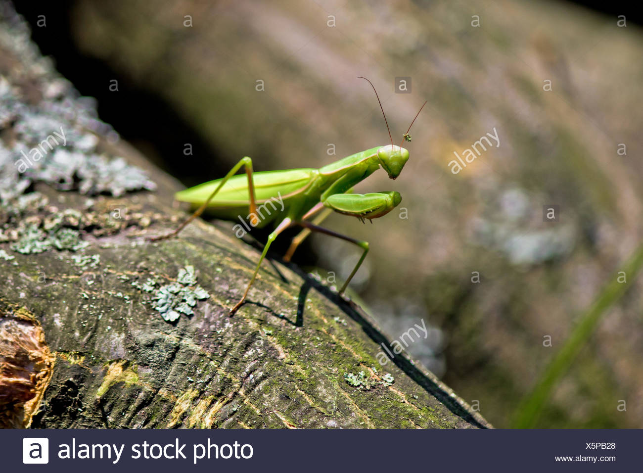 Praying Mantis Cannibal High Resolution Stock Photography and Images ...