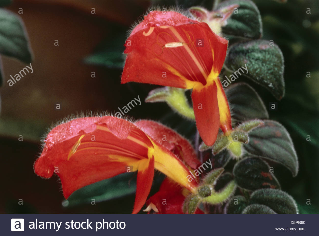 Columnea High Resolution Stock Photography and Images - Alamy