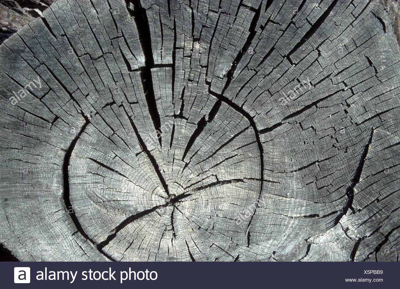 Holzquerschnitt High Resolution Stock Photography and Images - Alamy