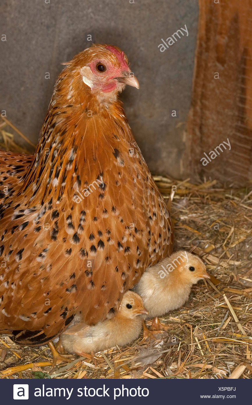Bantam Gallus Gallus F Domestica High Resolution Stock Photography and ...