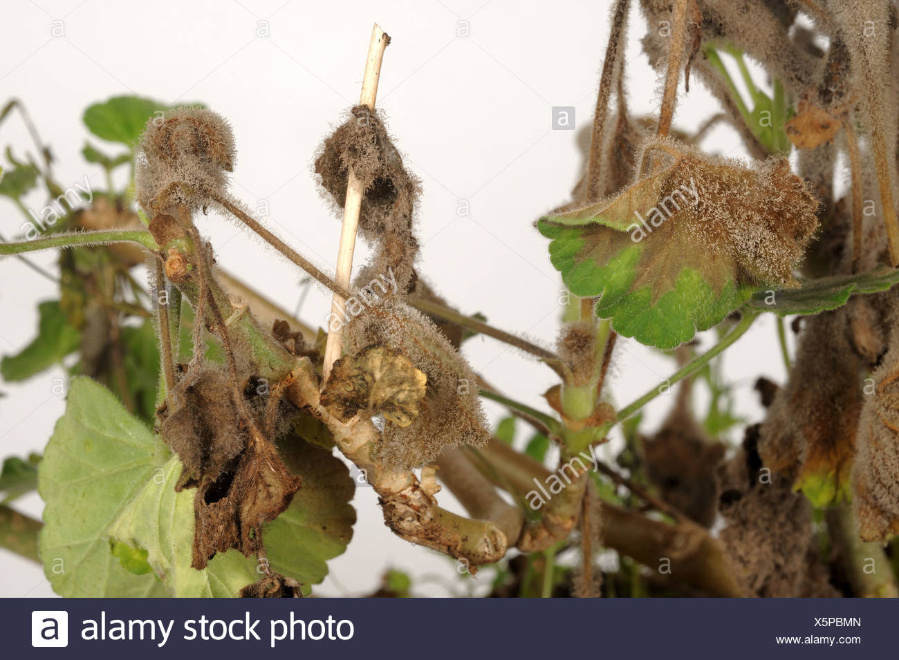 Botrytis Grey Mould Gray Mold Stock Photos & Botrytis Grey Mould Gray ...