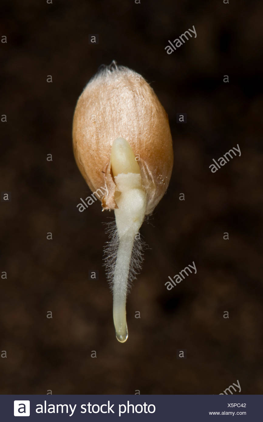 Germinating Wheat Seed Root Radicle High Resolution Stock Photography ...