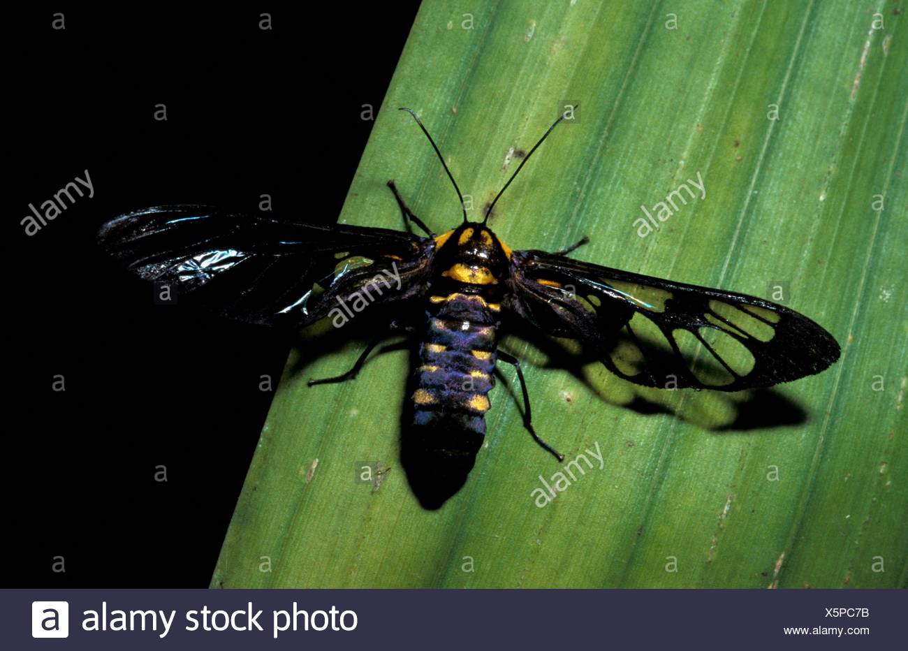 Clear Wing Moth High Resolution Stock Photography and Images - Alamy