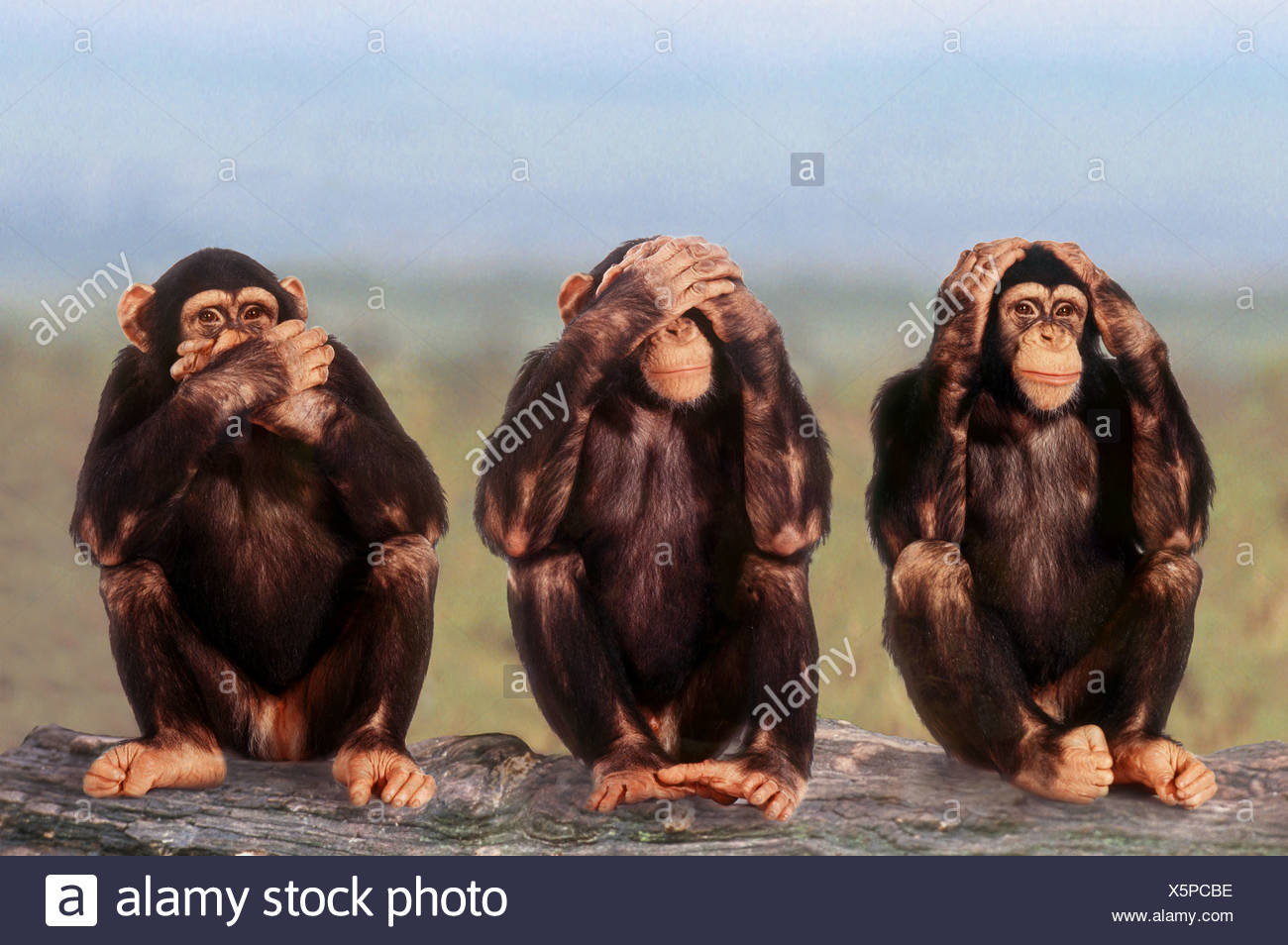 Chimpanzees High Resolution Stock Photography and Images - Alamy