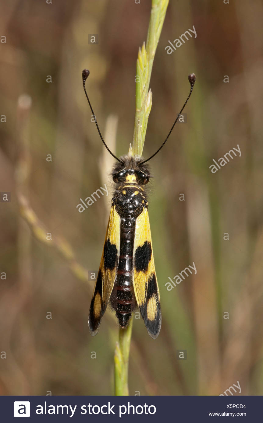 Libelloides High Resolution Stock Photography and Images - Alamy