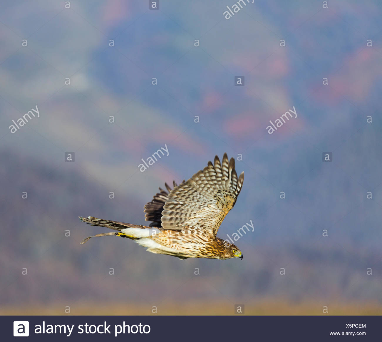 Goshawk Flight Stock Photos & Goshawk Flight Stock Images - Alamy