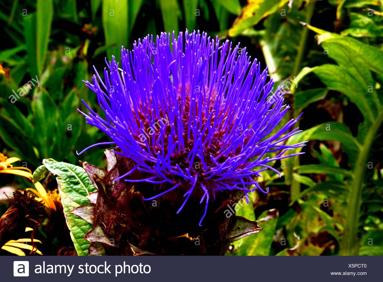 Purple Spiky Plant High Resolution Stock Photography and Images - Alamy