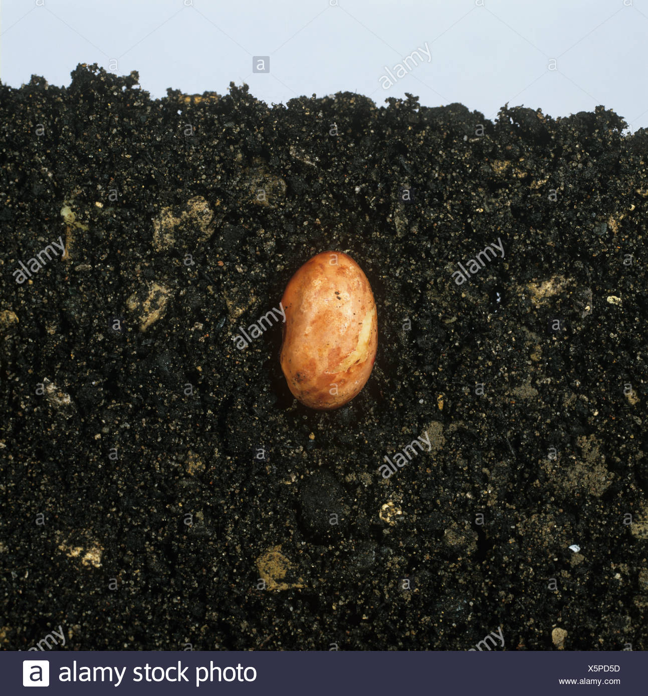 Bean Seed Plant High Resolution Stock Photography and Images - Alamy